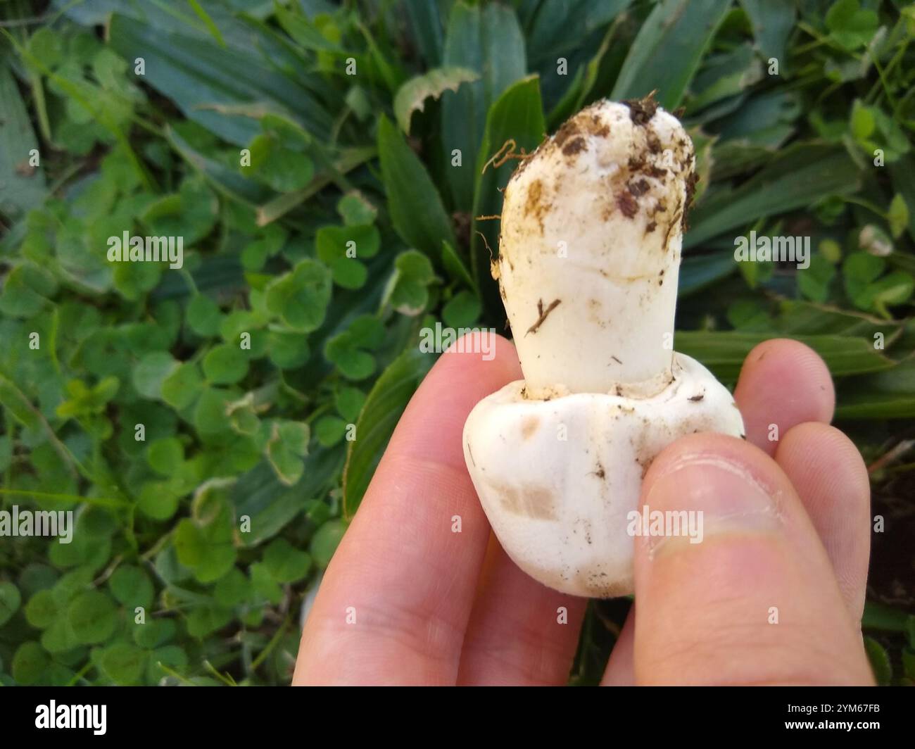 Yellow Stainer (Agaricus xanthodermus Stock Photo - Alamy