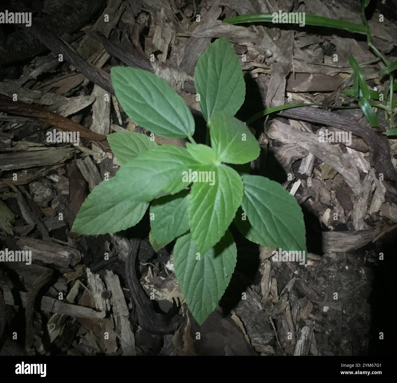 Field Copperleaf (Acalypha arvensis Stock Photo - Alamy