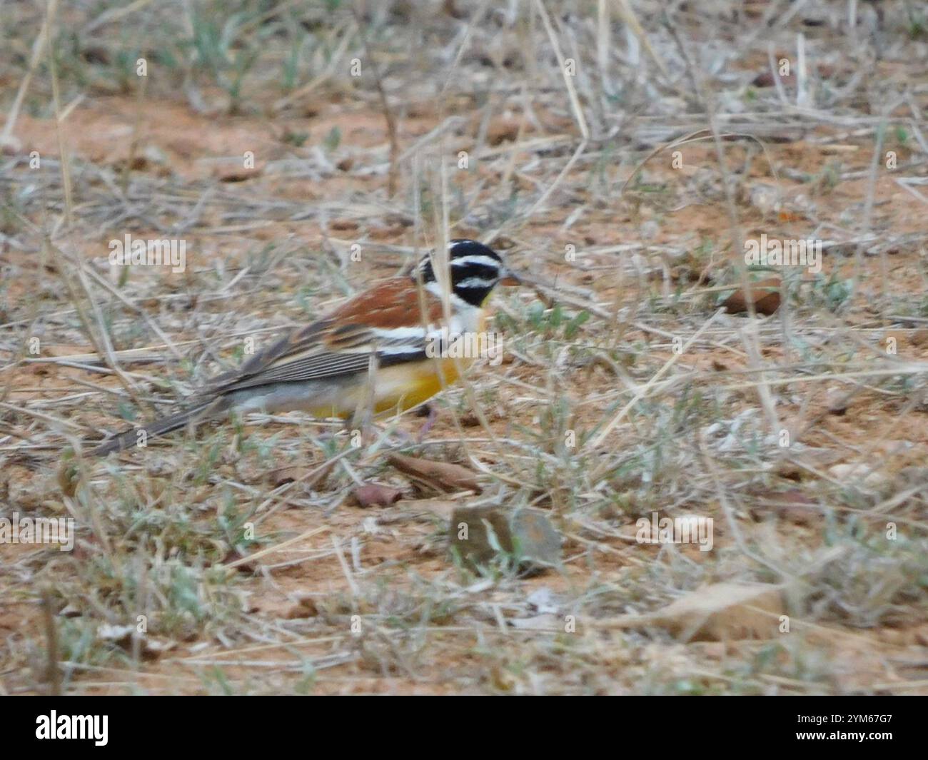 Eastern Golden-breasted Bunting (Emberiza flaviventris kalaharica Stock ...