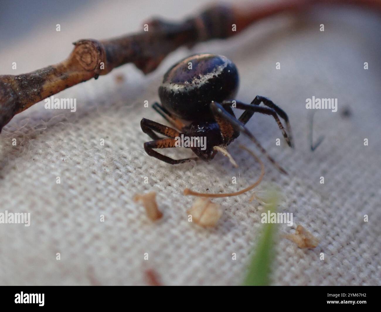 Ant-eating Spiders (Euryopis Stock Photo - Alamy