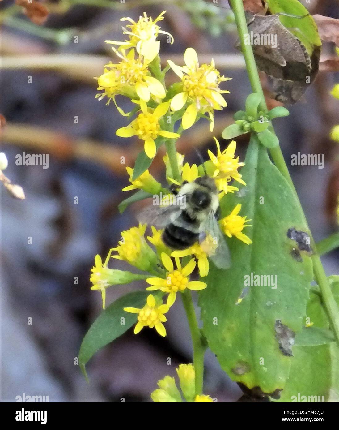 Common Eastern Bumble Bee (Bombus impatiens Stock Photo - Alamy