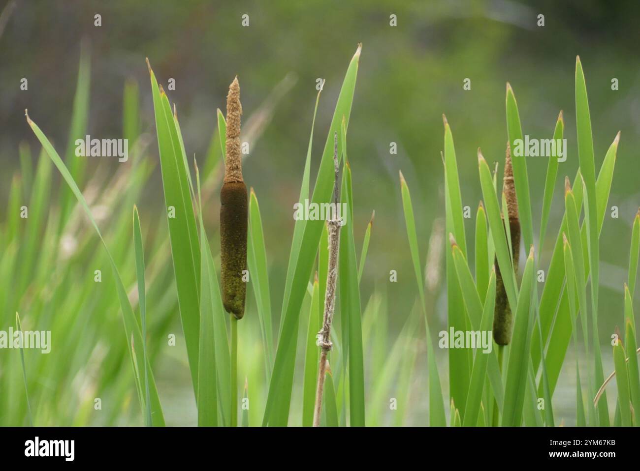 broadleaf cattail (Typha latifolia Stock Photo - Alamy