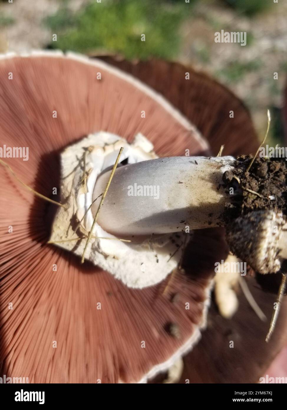 Yellow Stainer (Agaricus xanthodermus Stock Photo - Alamy