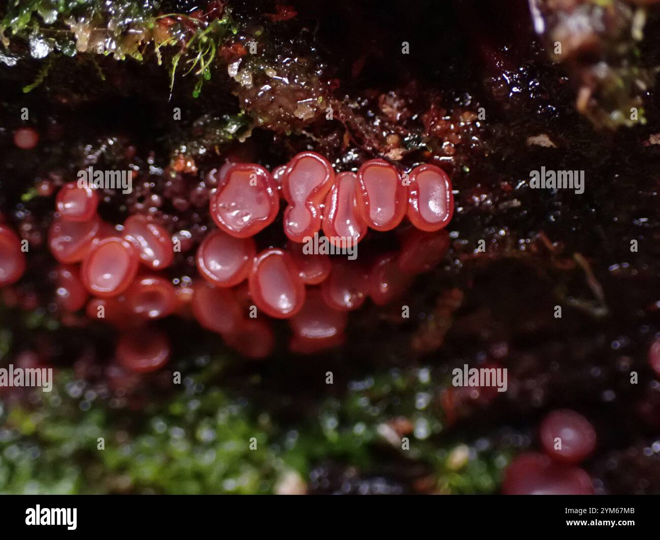 Purple Jellydisc (Ascocoryne sarcoides Stock Photo - Alamy