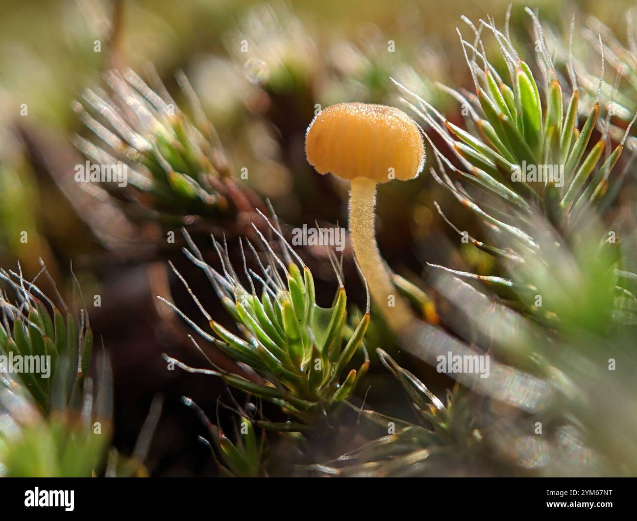 Mosscap hi-res stock photography and images - Alamy