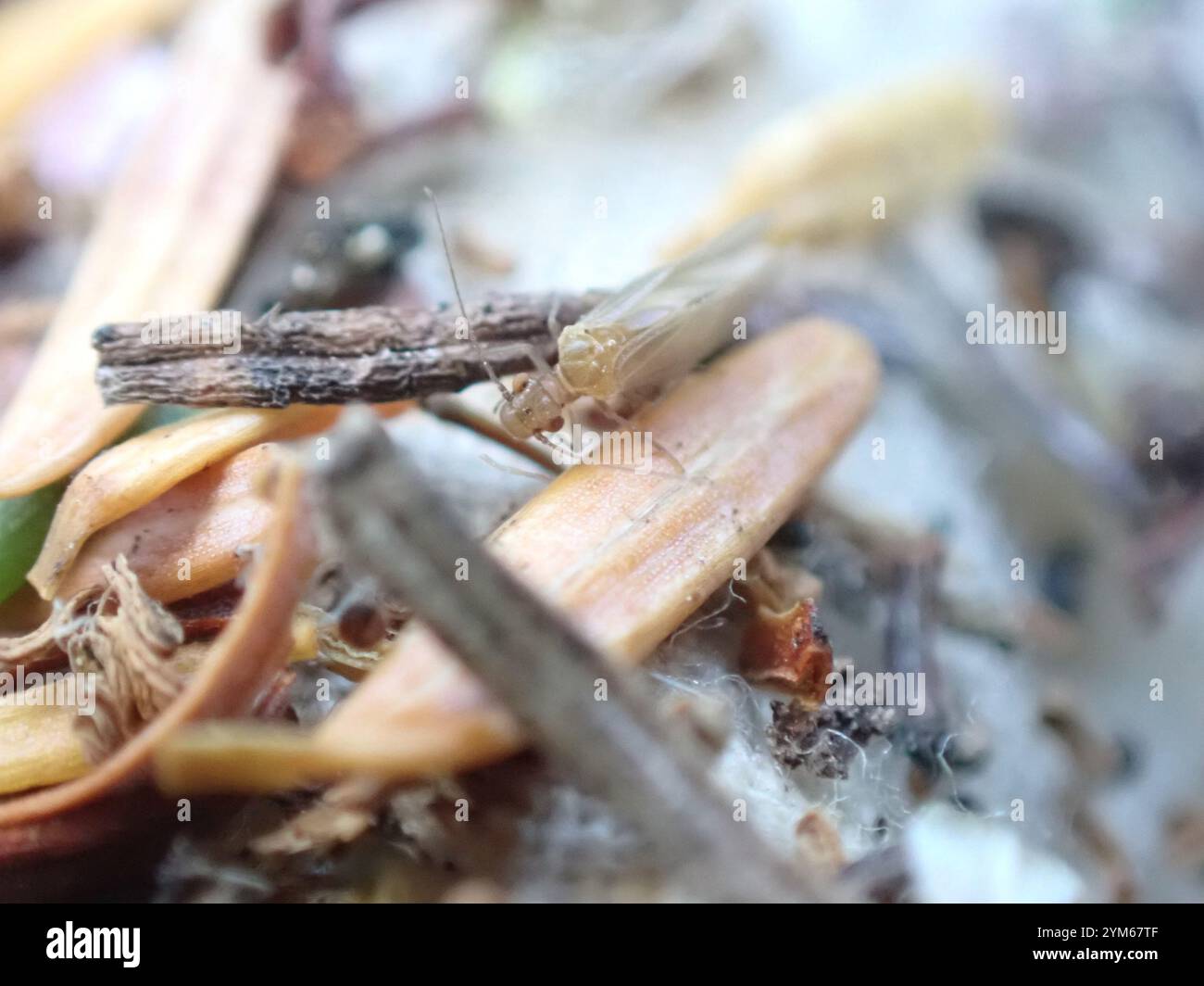 Barklice, Booklice, and Parasitic Lice (Psocodea Stock Photo - Alamy