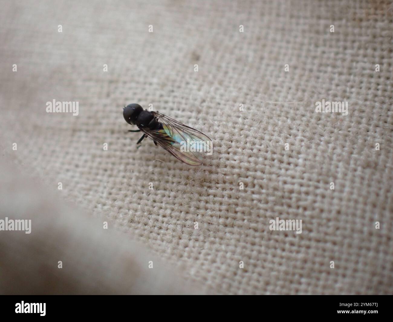 Pipunculidae hi-res stock photography and images - Alamy