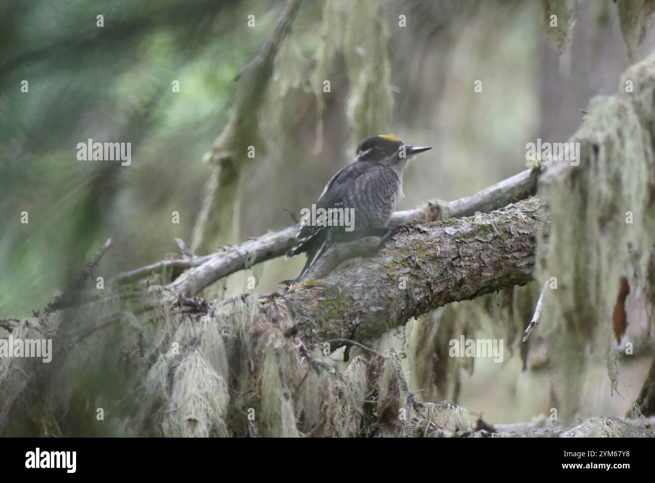 Picoides dorsalis hi-res stock photography and images - Alamy