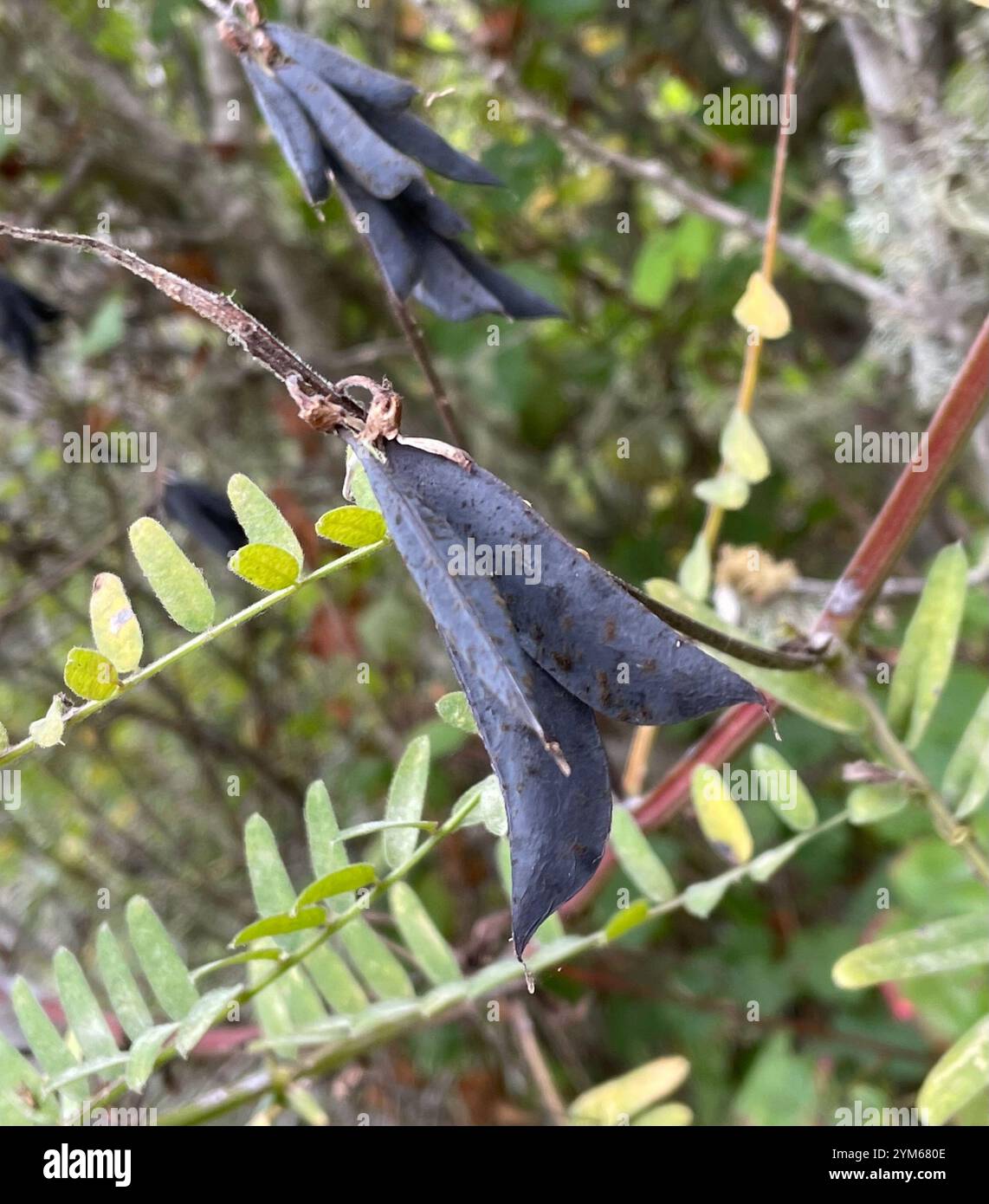 giant vetch (Vicia gigantea Stock Photo - Alamy