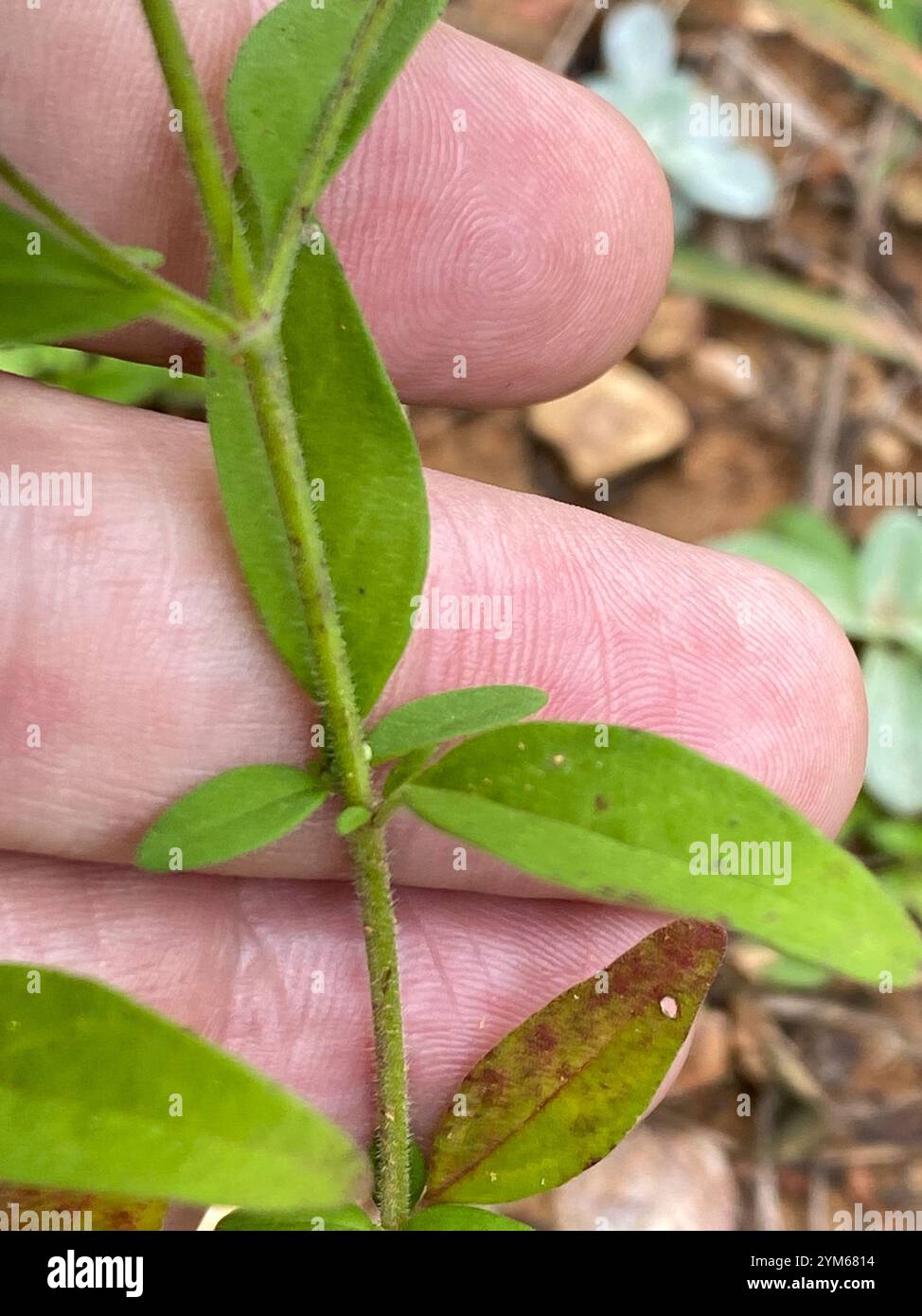 Blue Curls (Trichostema dichotomum Stock Photo - Alamy