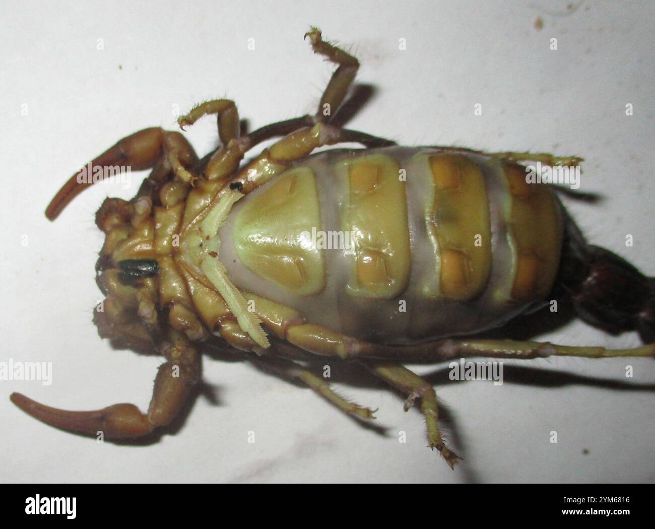 Parabuthus transvaalicus hi-res stock photography and images - Alamy