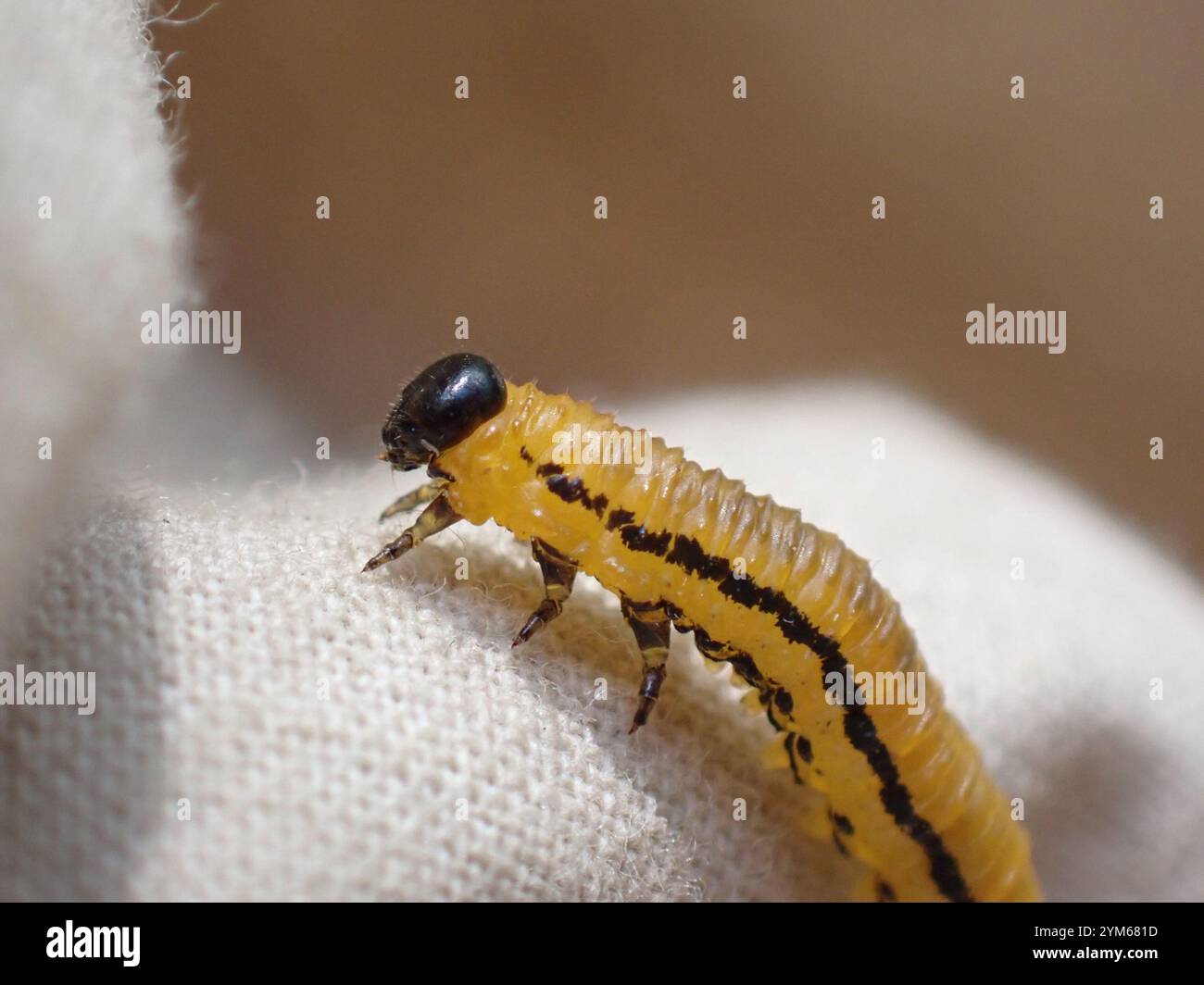 striped alder sawfly (Hemichroa crocea Stock Photo - Alamy