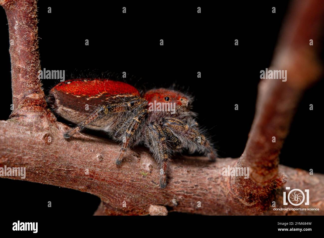 Phidippus cardinalis hi-res stock photography and images - Alamy