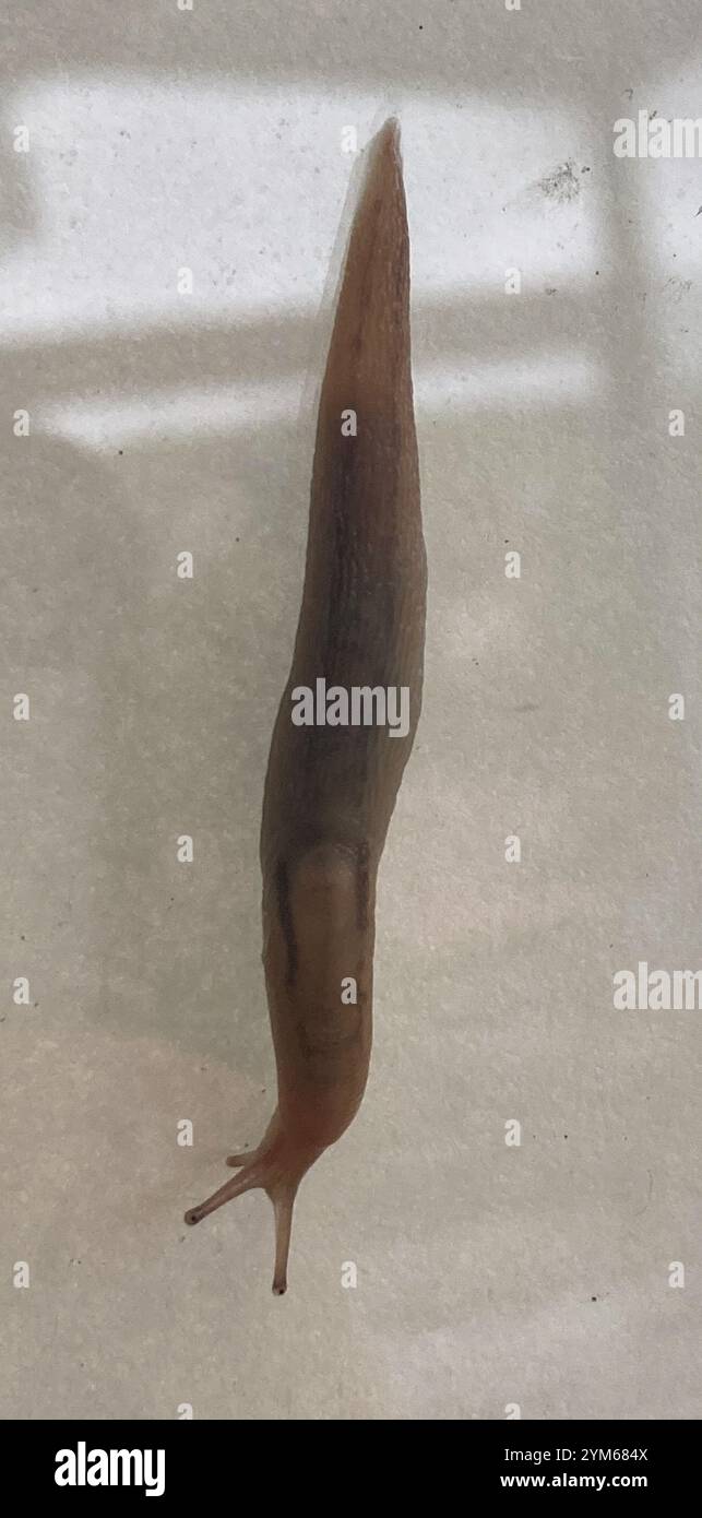 Threeband Slugs (Ambigolimax Stock Photo - Alamy