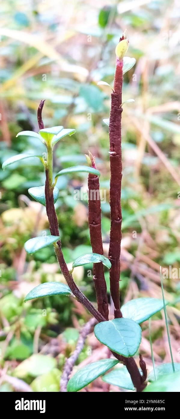 Huckleberry Broom Rust Fungus (Calyptospora columnaris Stock Photo - Alamy