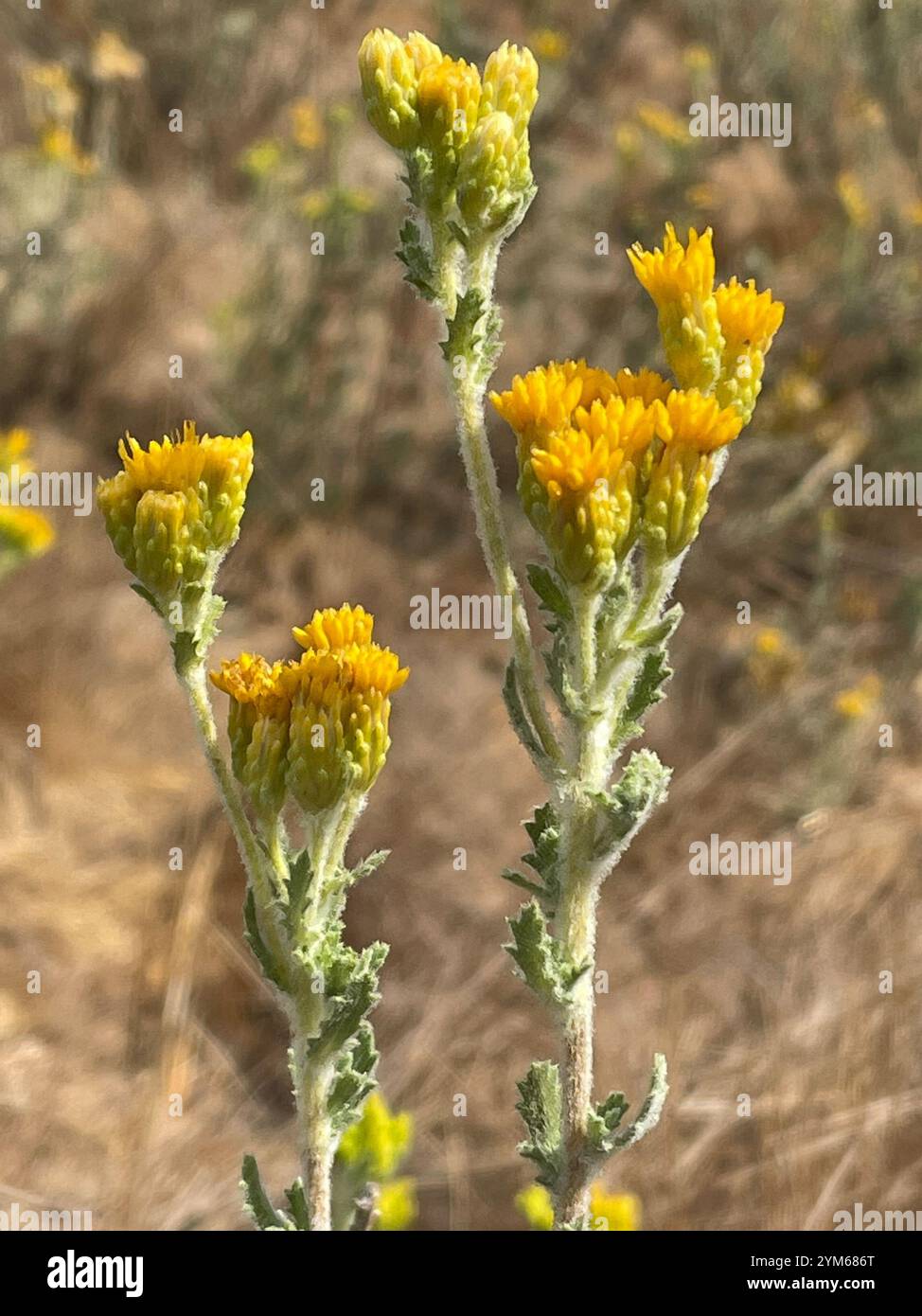 Coastal Goldenbush (Isocoma menziesii Stock Photo - Alamy