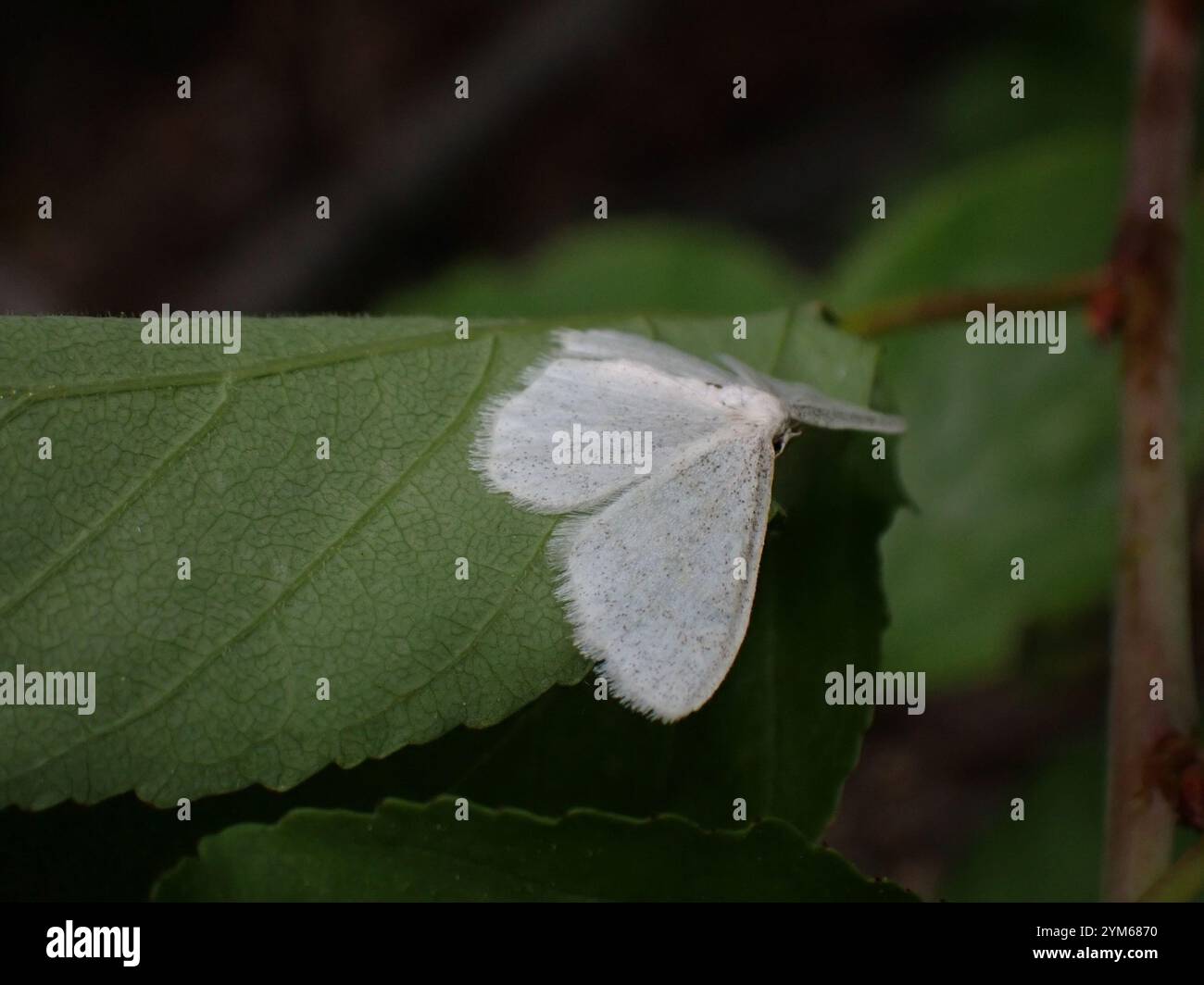 Virginalis hi-res stock photography and images - Alamy