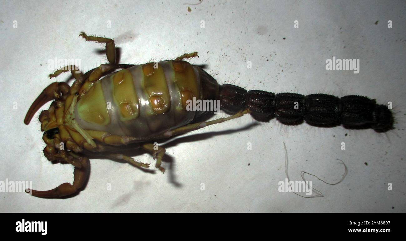 Parabuthus transvaalicus hi-res stock photography and images - Alamy