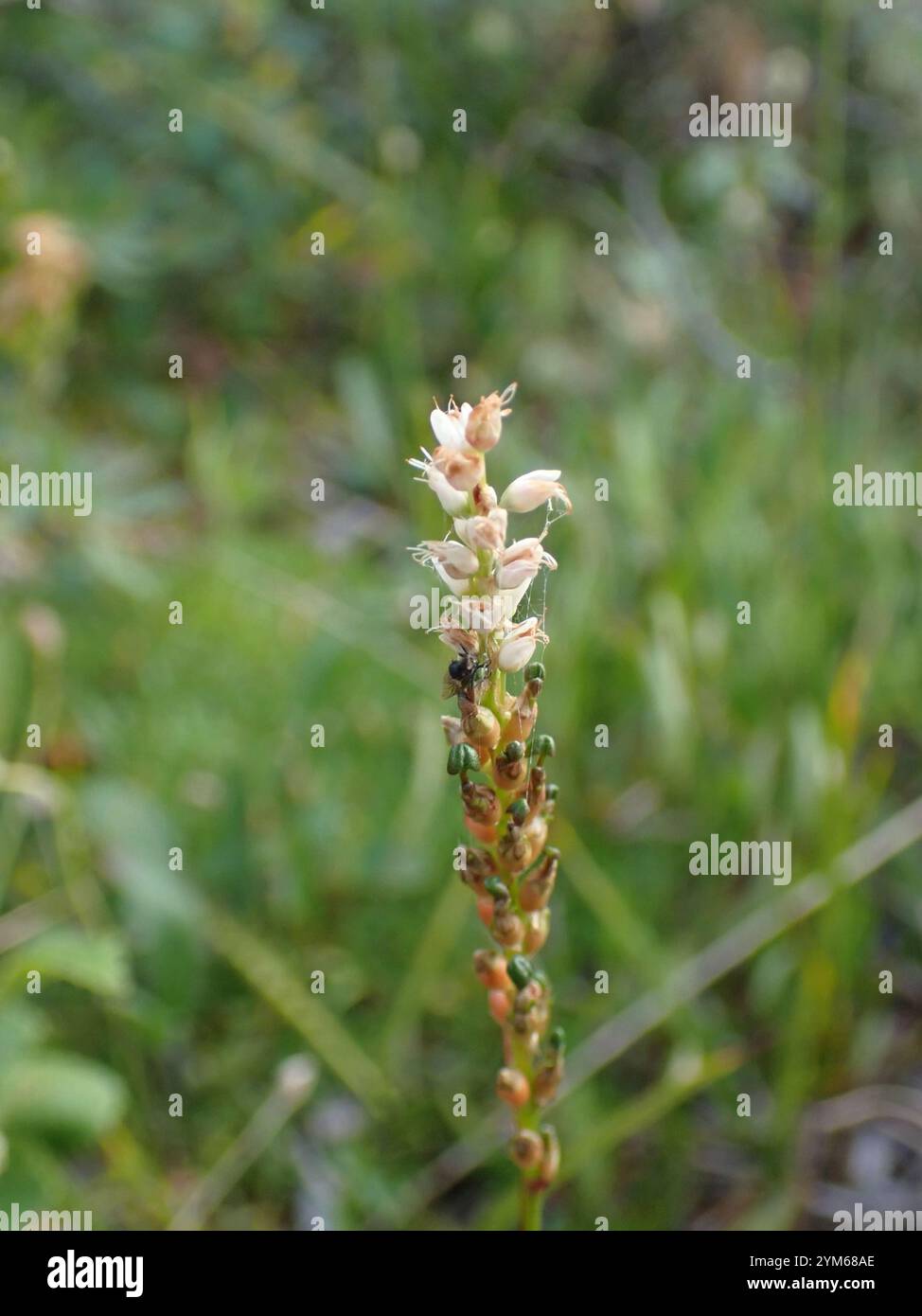 alpine bistort (Bistorta vivipara Stock Photo - Alamy