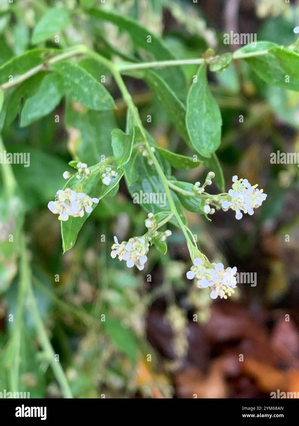 broadleaved pepperweed (Lepidium latifolium Stock Photo - Alamy