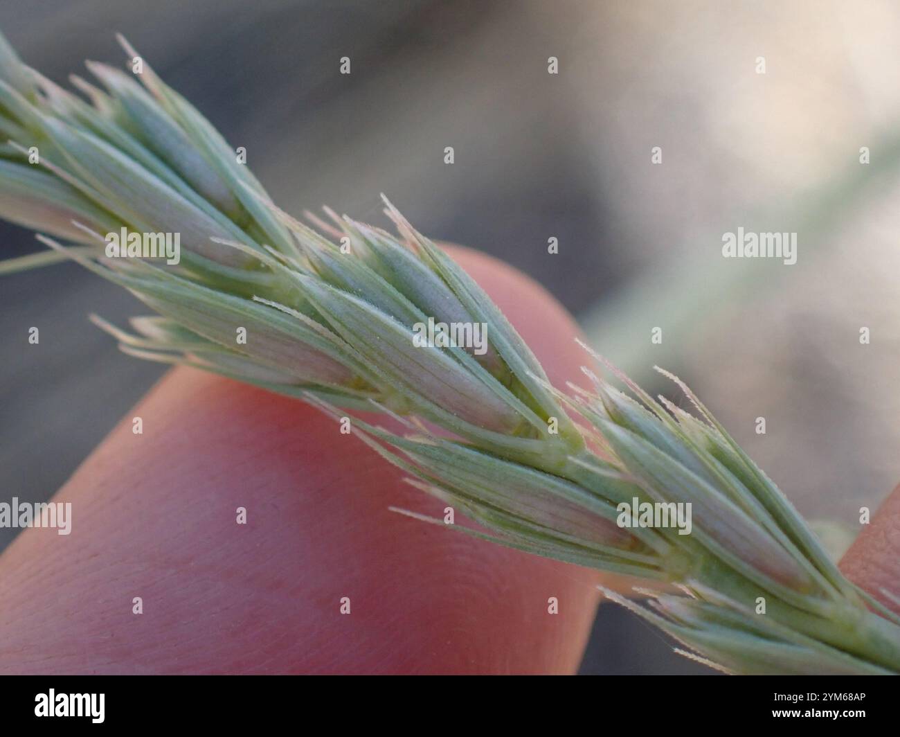 Leymus cinereus hi-res stock photography and images - Alamy
