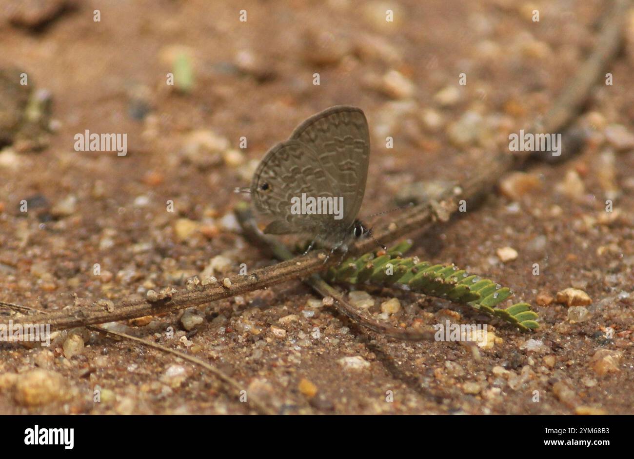 Common Line Blue (Prosotas nora Stock Photo - Alamy