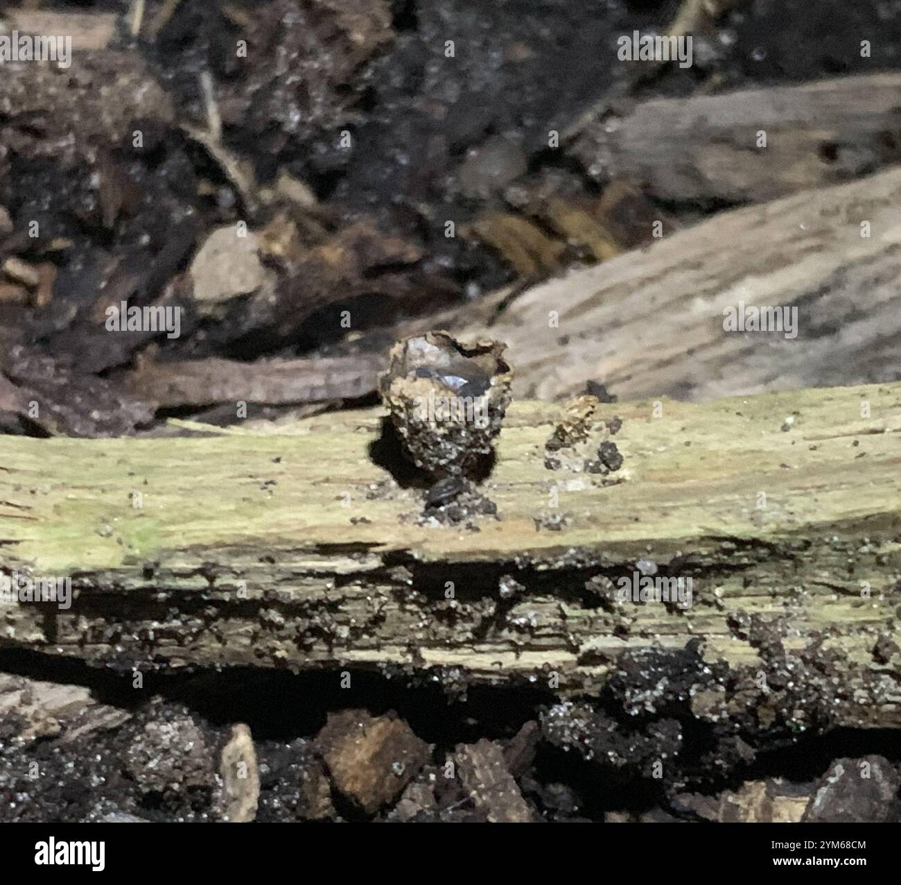 bird's nest fungi (Nidulariaceae Stock Photo - Alamy