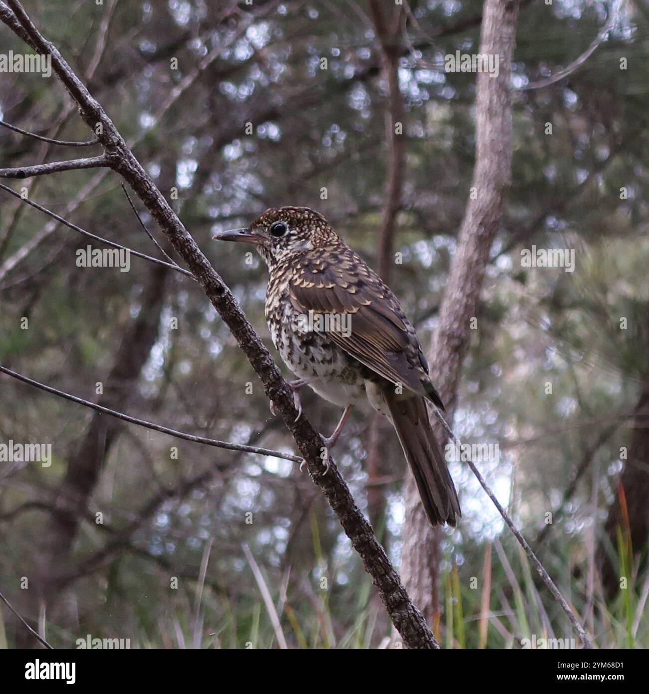 Thrush bassian hi-res stock photography and images - Alamy