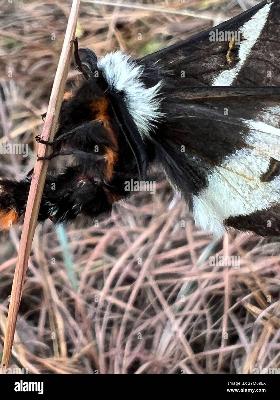 Buck Moth (Hemileuca maia Stock Photo - Alamy