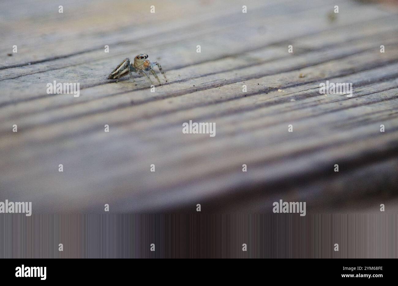 Sylvan Jumping Spider (Colonus sylvanus Stock Photo - Alamy