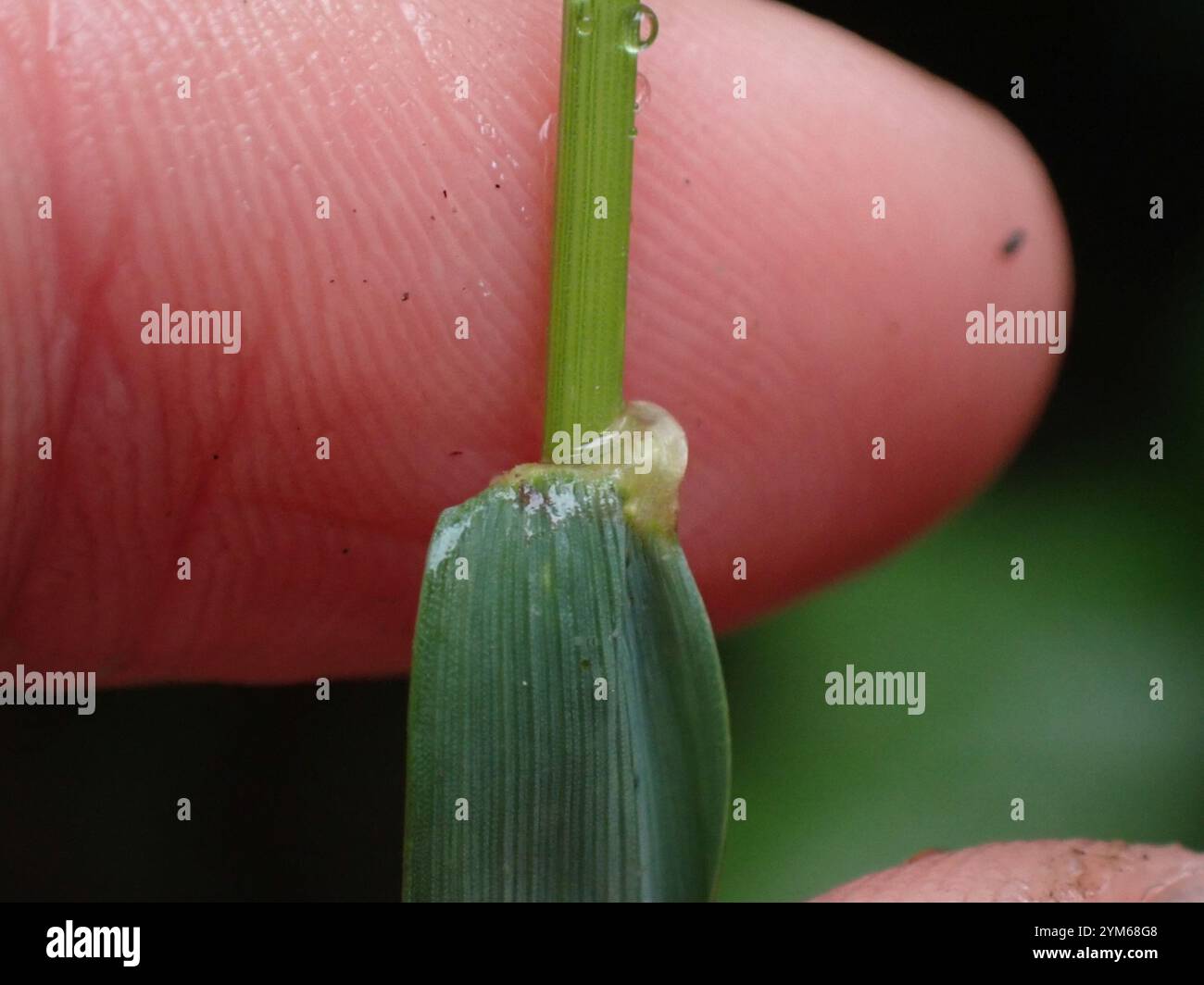 blue wild rye (Elymus glaucus Stock Photo - Alamy