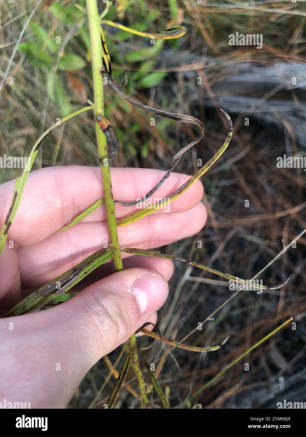 Narrow Leaf Ironweed (Vernonia angustifolia Stock Photo - Alamy
