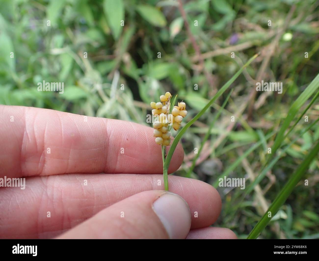 golden sedge (Carex aurea Stock Photo - Alamy
