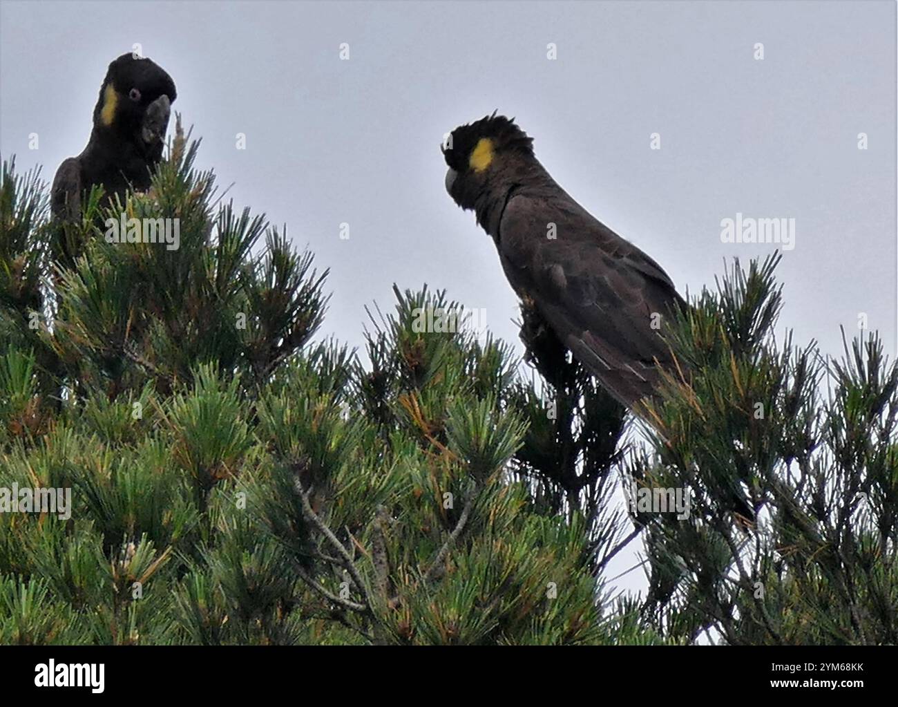 Yellow-tailed Black Cockatoo (Zanda funerea Stock Photo - Alamy