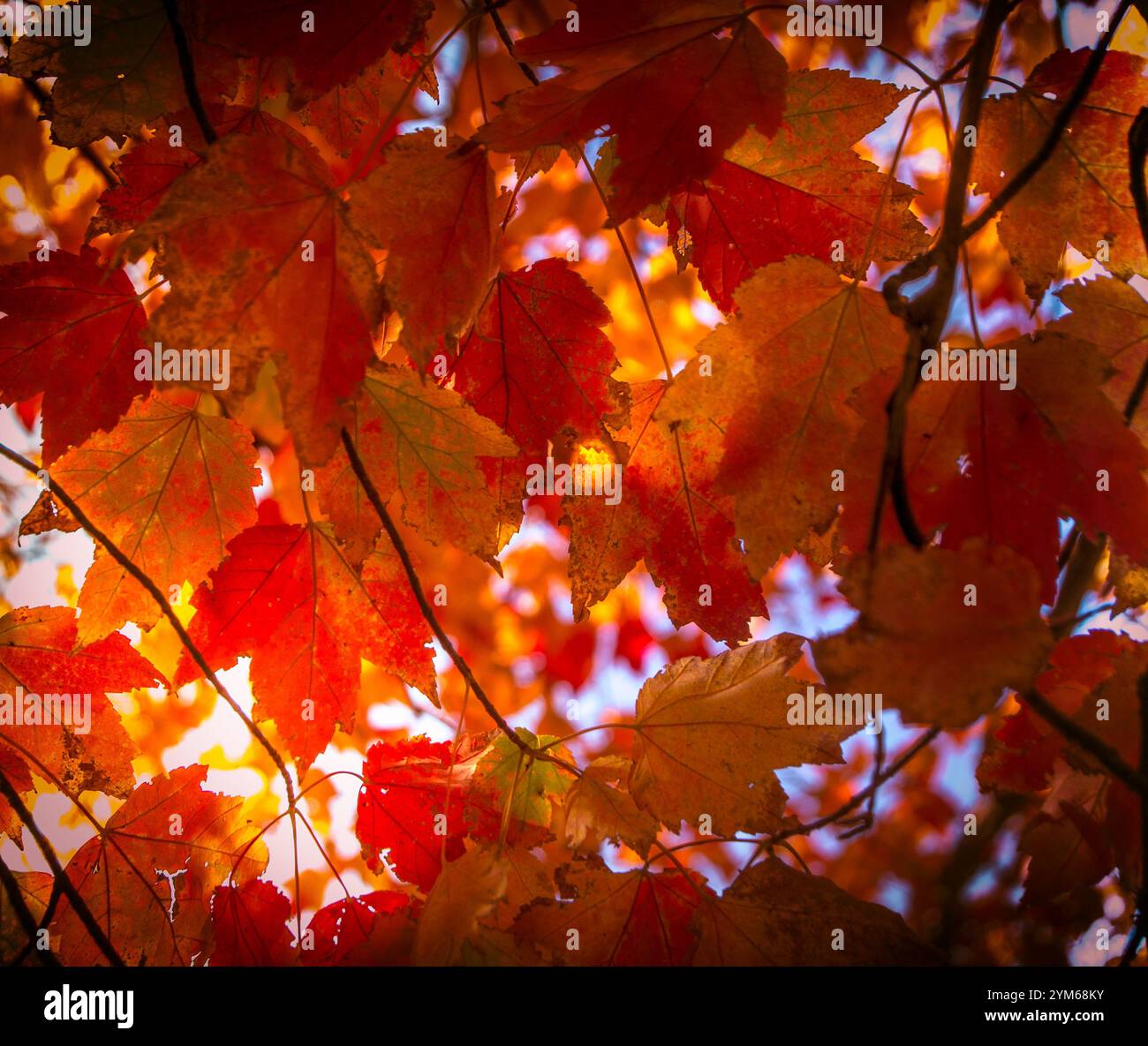 Autumn Leaves 2024 Stock Photo - Alamy