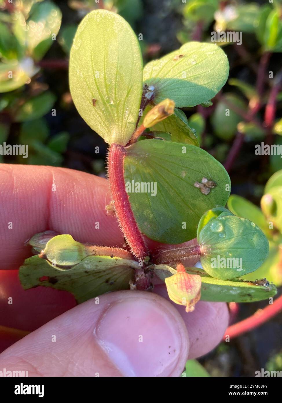 Roundleaf Water-hyssop (Bacopa rotundifolia Stock Photo - Alamy