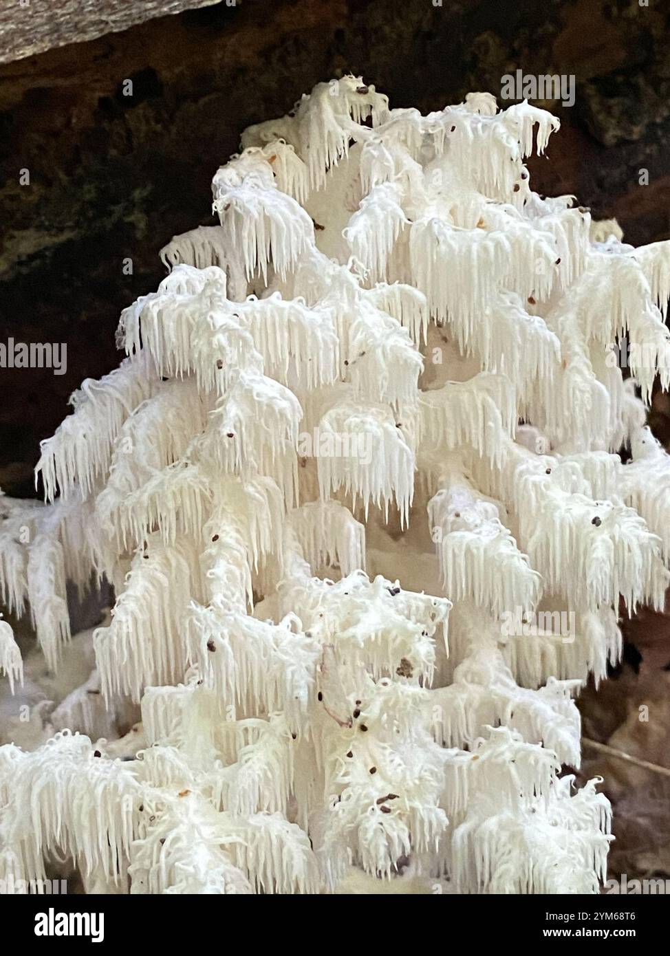 Coral tooth fungus (Hericium coralloides Stock Photo - Alamy