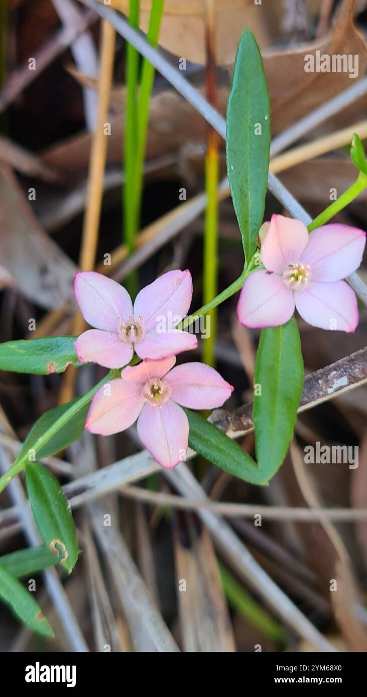 milkwort boronia (Cyanothamnus polygalifolius Stock Photo - Alamy