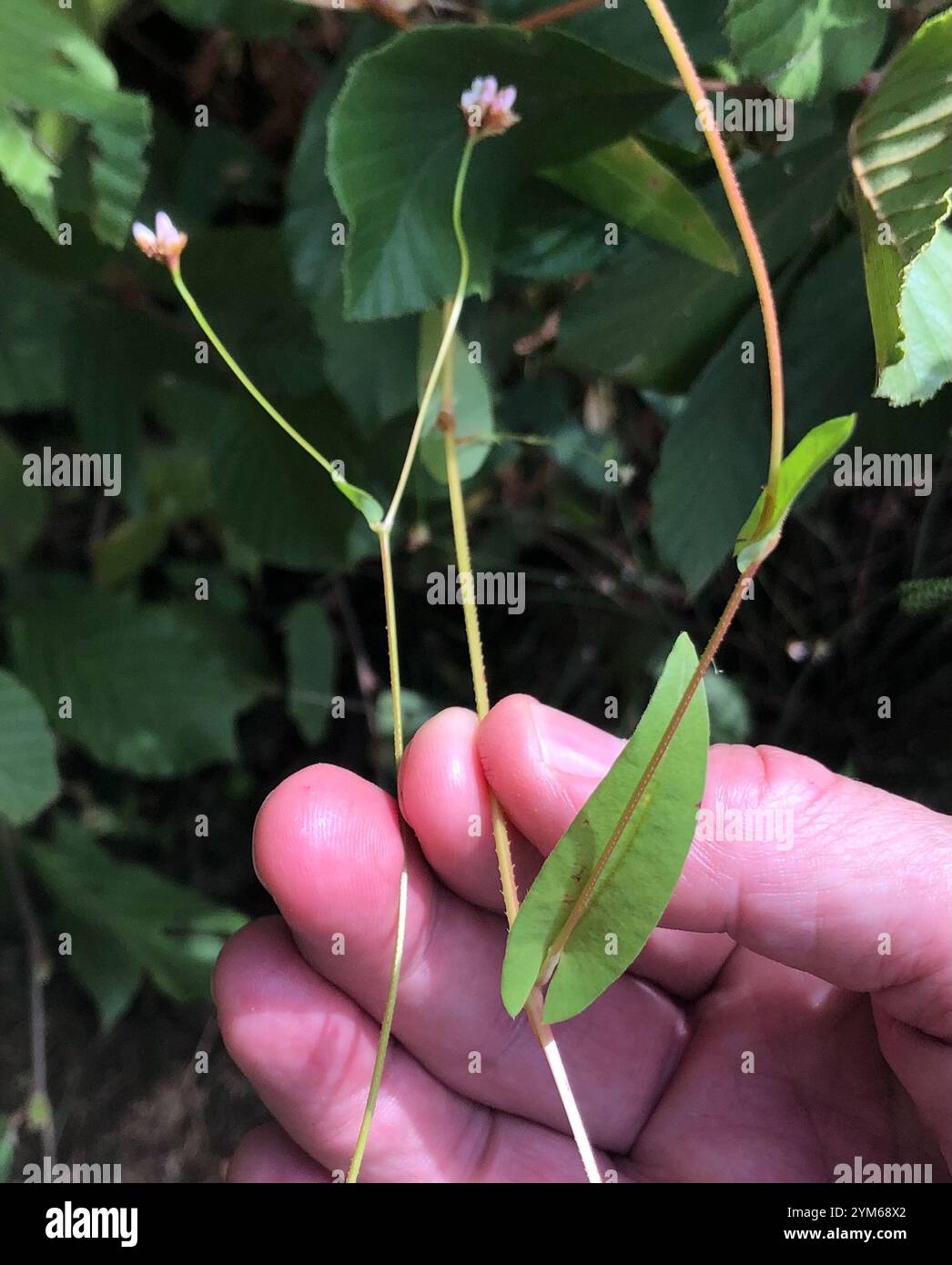 arrow-leaved tearthumb (Persicaria sagittata Stock Photo - Alamy
