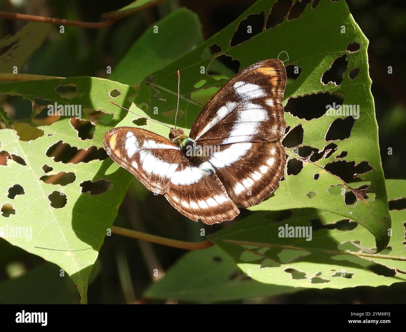 Colour Sergeant (Athyma nefte Stock Photo - Alamy
