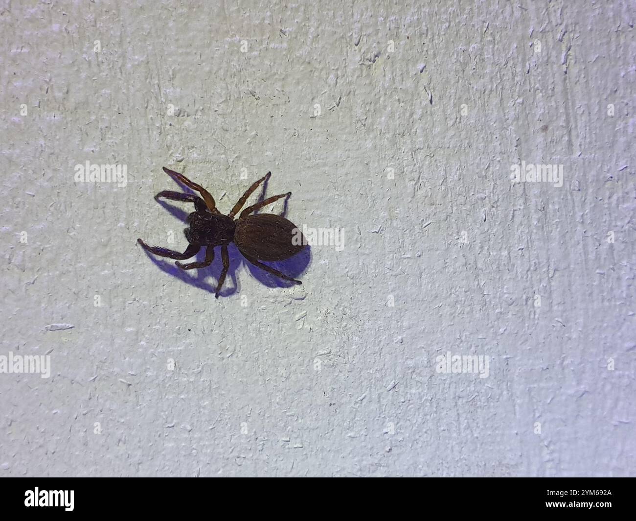 Golden-brown Jumping Spider (Trite auricoma Stock Photo - Alamy