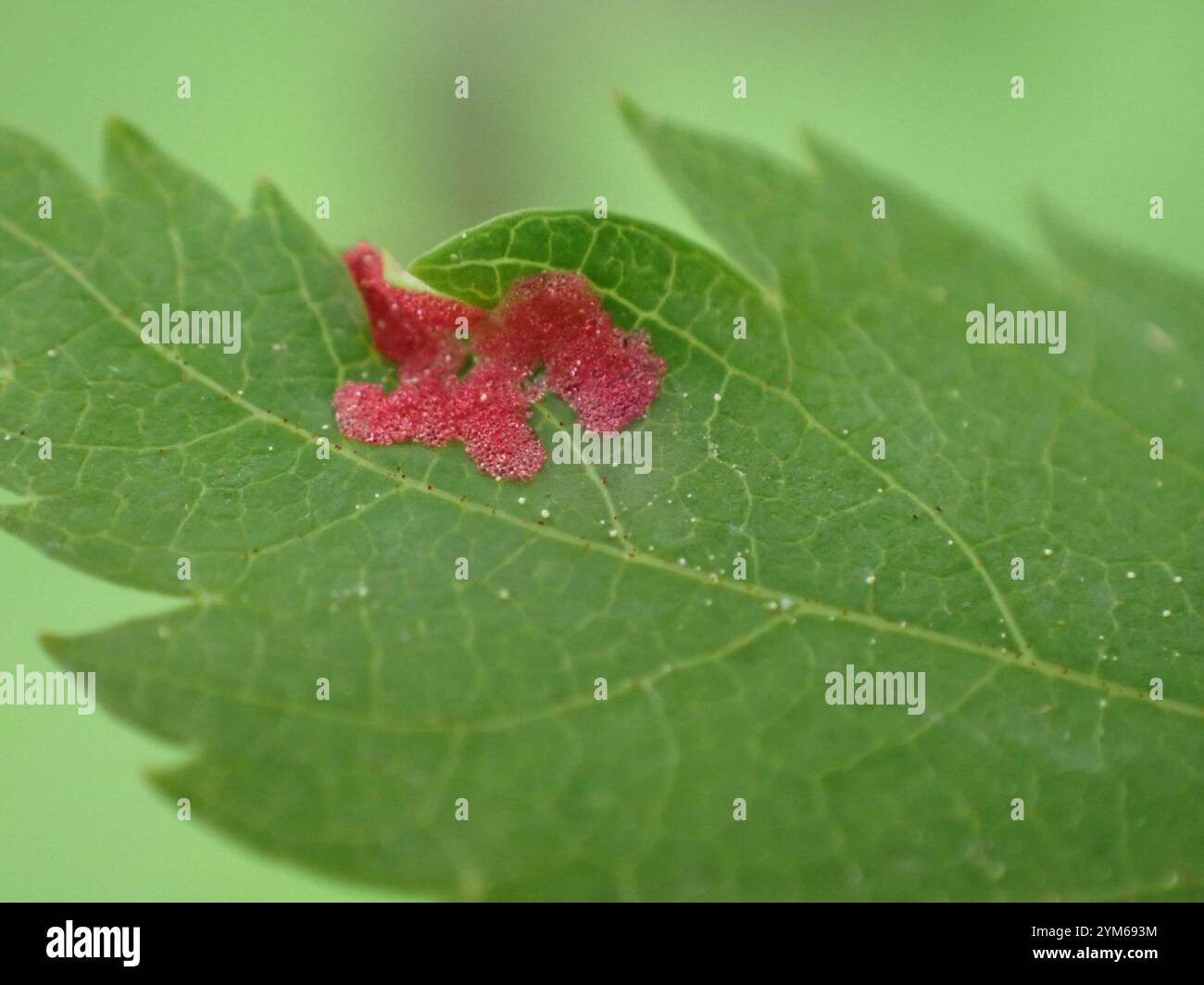 Rocky Mountain Maple Felt Mite (Aceria calaceris Stock Photo - Alamy