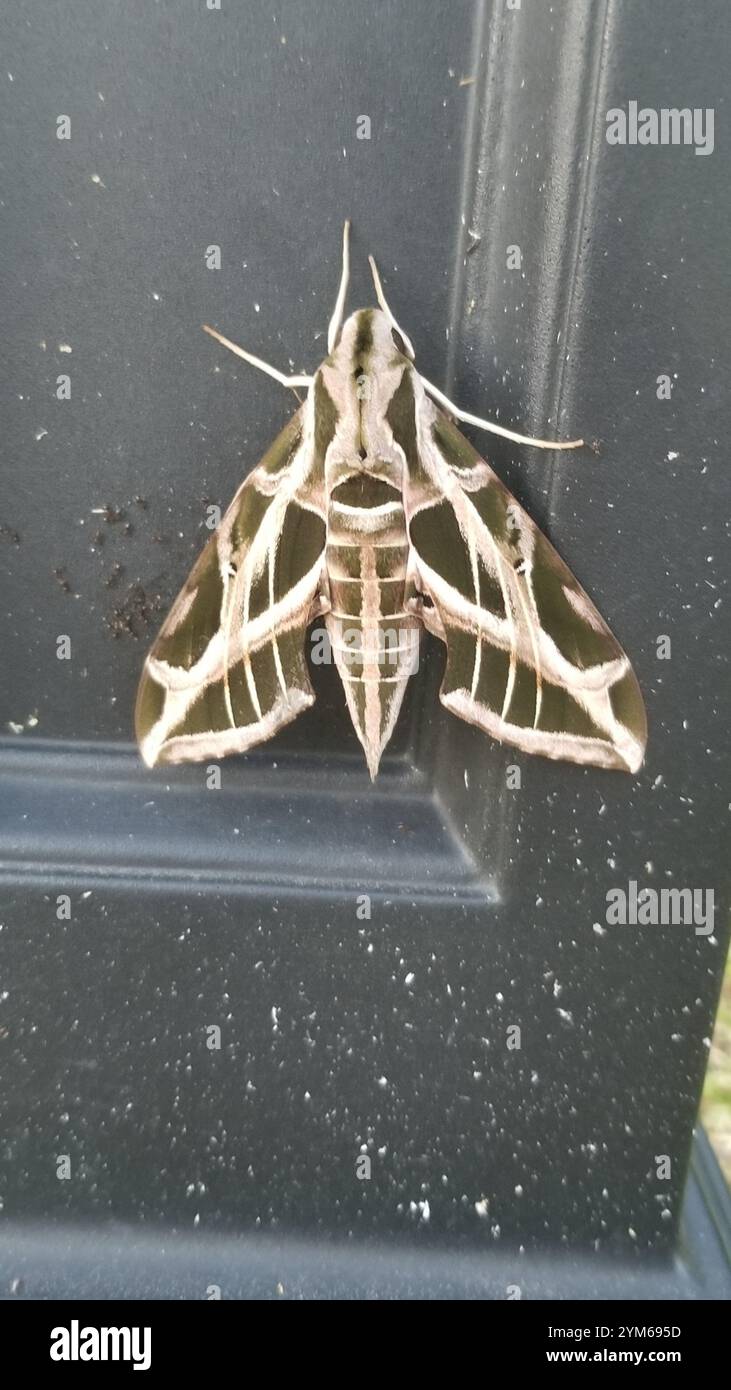 Vine Sphinx (Eumorpha vitis Stock Photo - Alamy