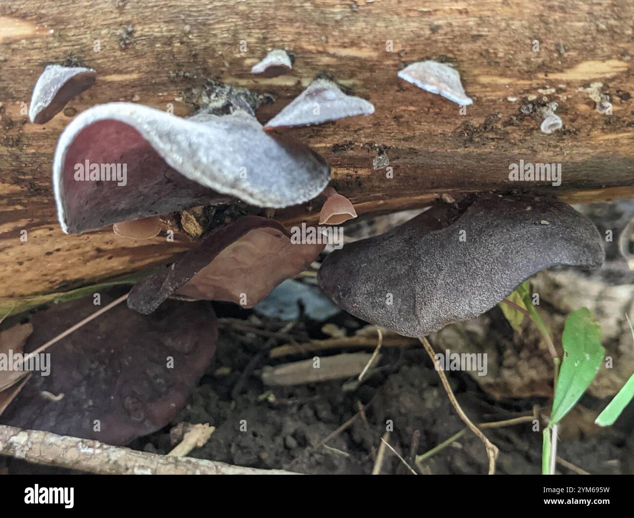 Wood ear fungi (Auricularia Stock Photo - Alamy