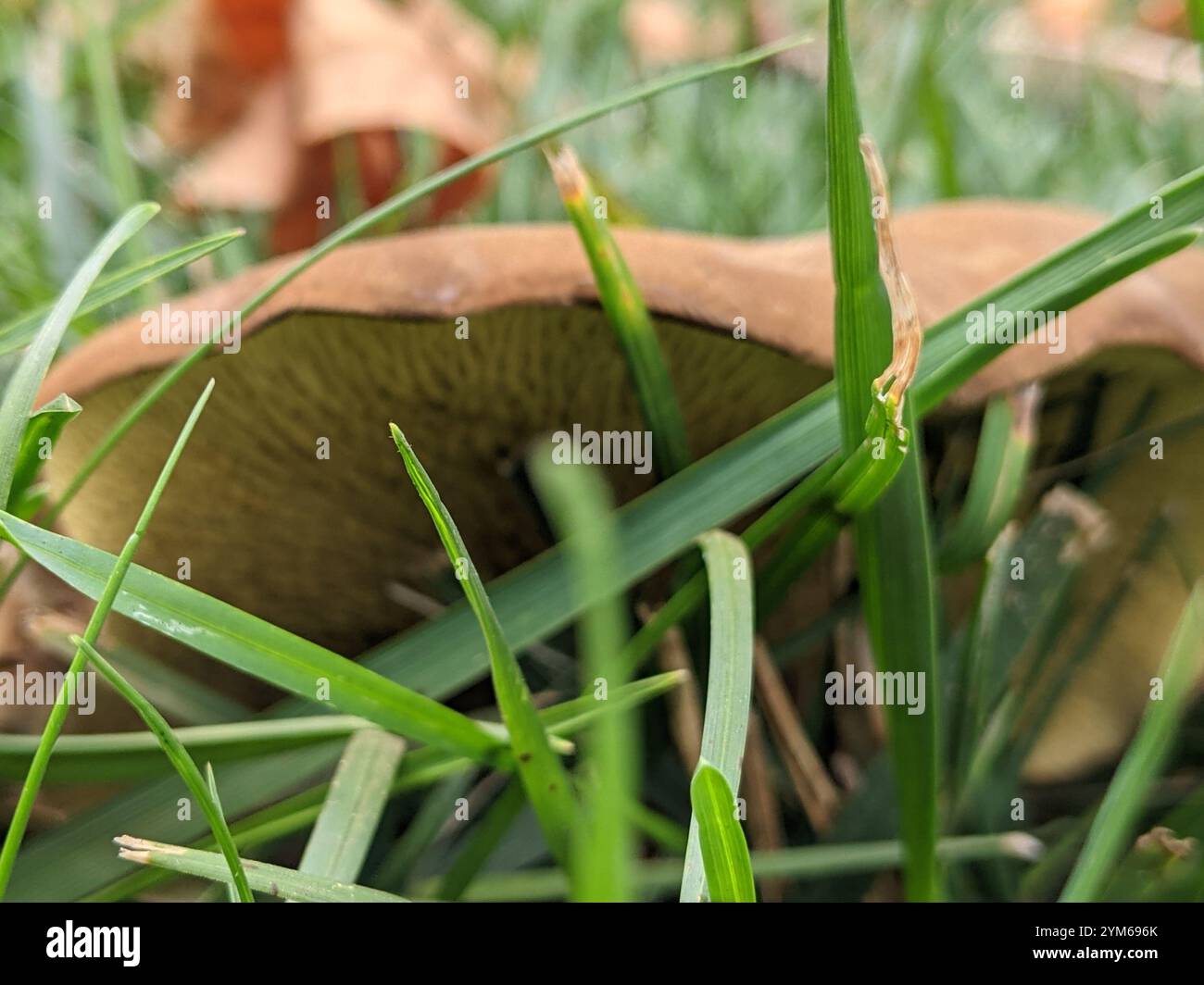 ash-tree bolete (Boletinellus merulioides Stock Photo - Alamy