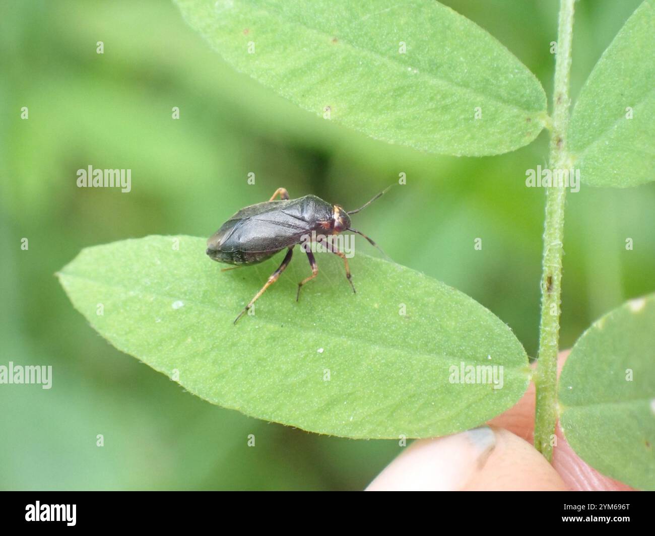 True Bugs (Heteroptera Stock Photo - Alamy