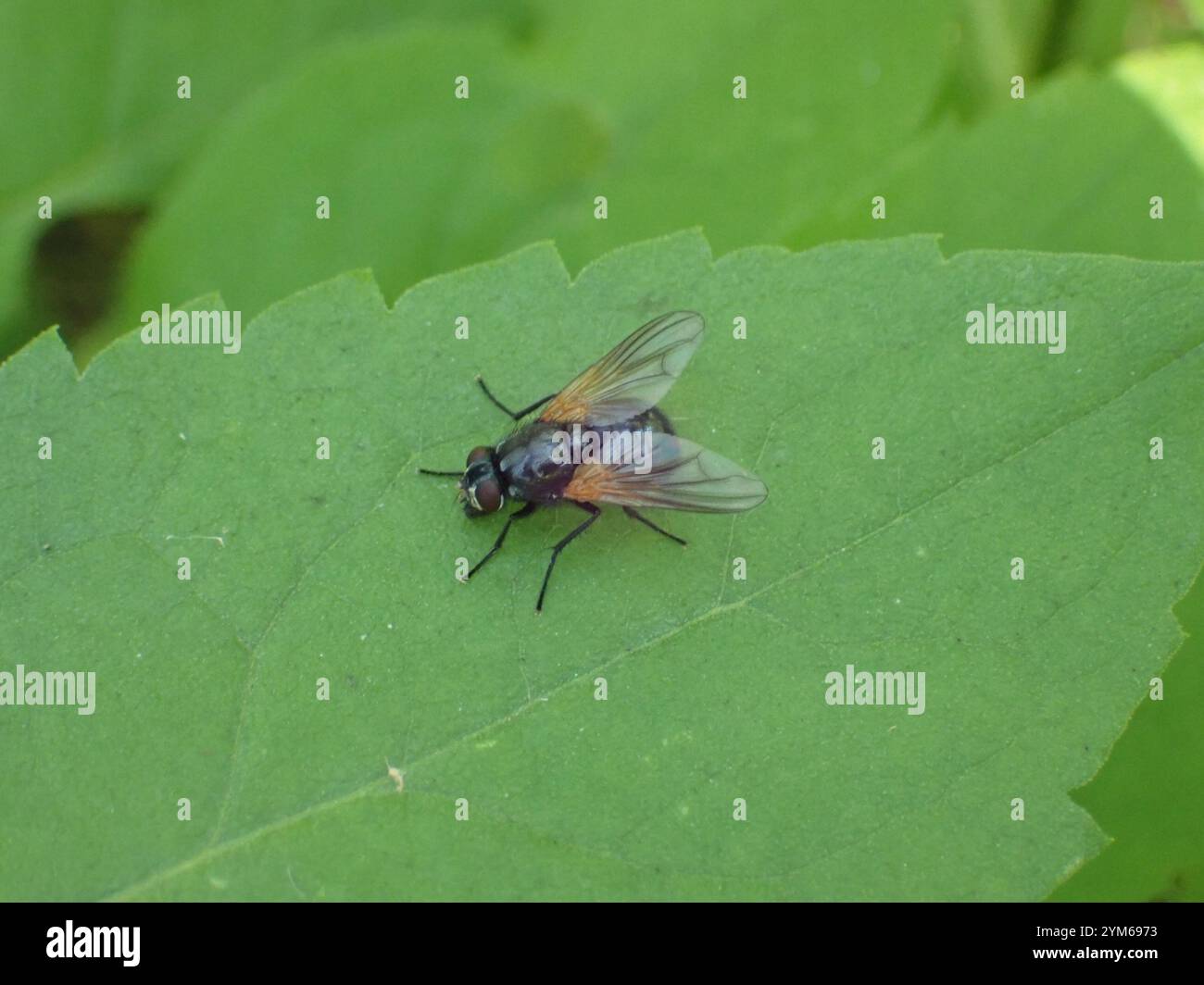 Latreillii hi-res stock photography and images - Alamy