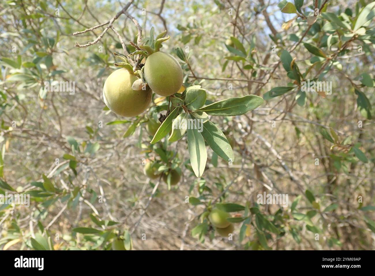 Transvaal Bluebush (Diospyros lycioides guerkei Stock Photo - Alamy