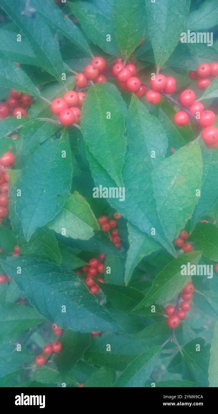 winterberry holly (Ilex verticillata Stock Photo - Alamy