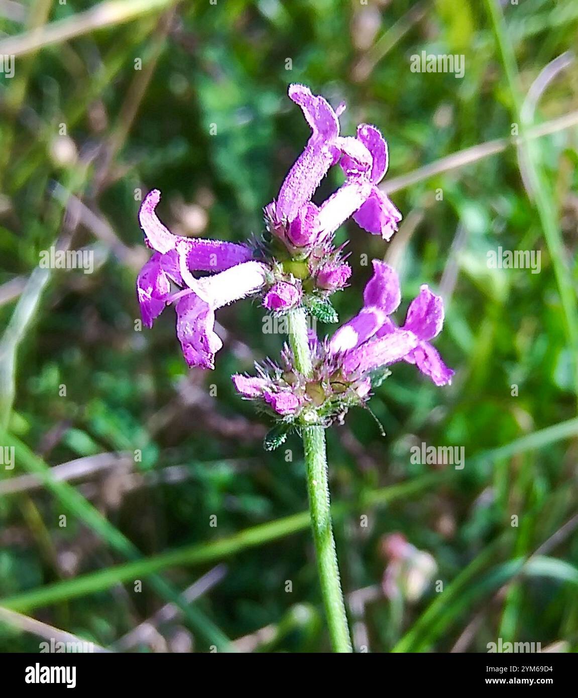 common hedge-nettle (Betonica officinalis Stock Photo - Alamy